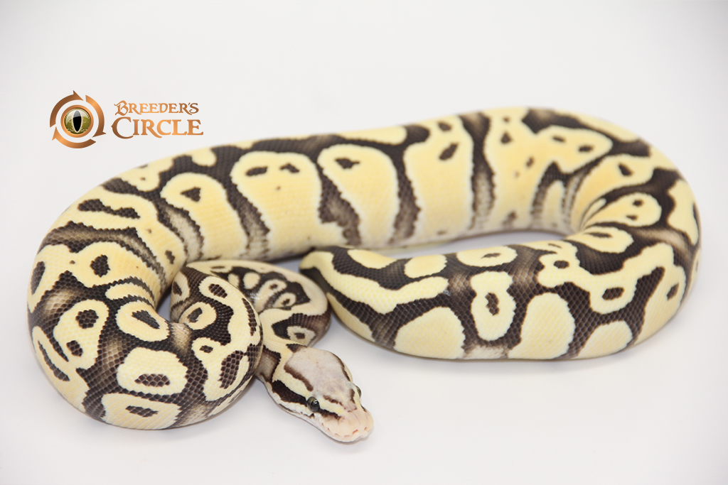 FireflyDesertGhostF21083-330g - Breeder's Circle