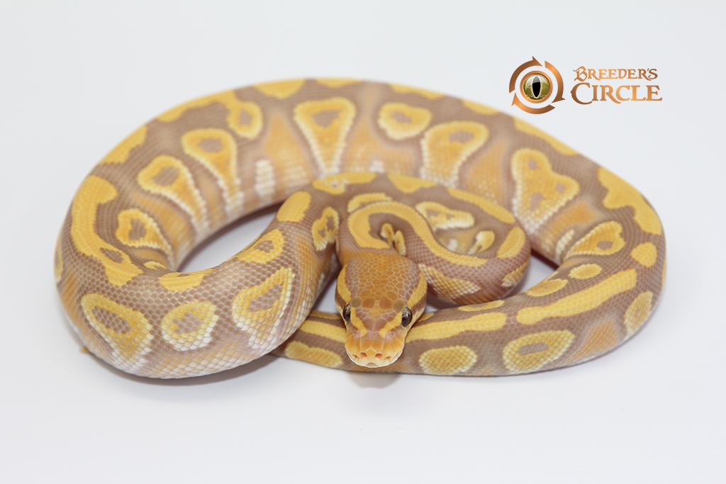 Ball Pythons Archives - Breeder's Circle