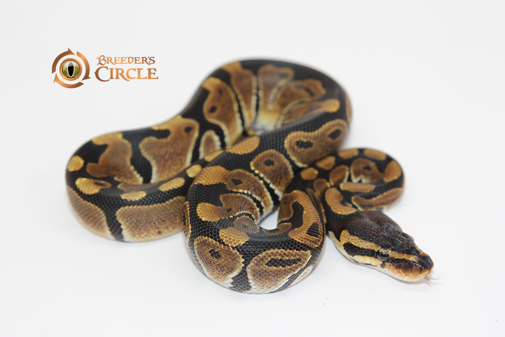 Ball Pythons Archives - Breeder's Circle